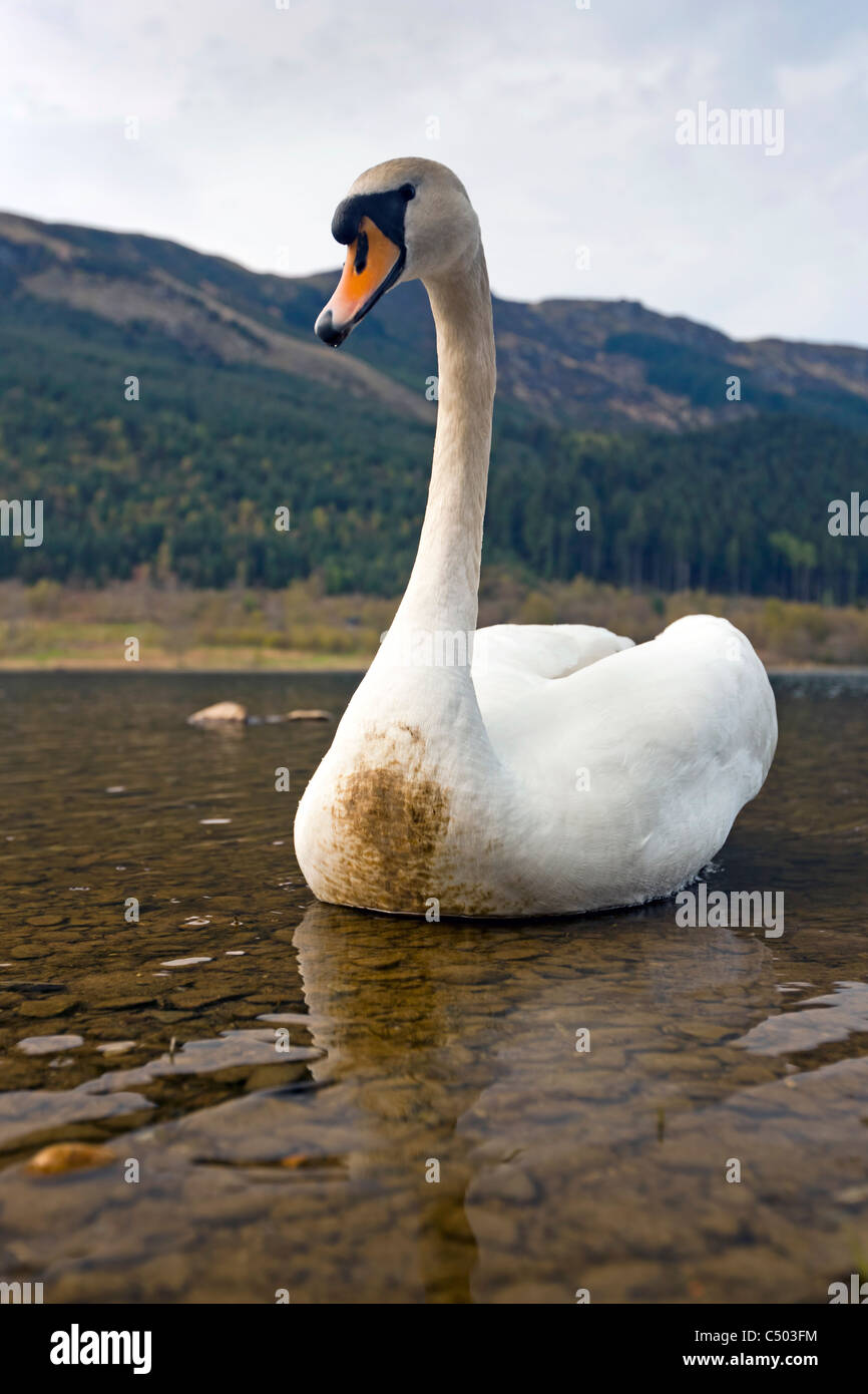 Scotish hi-res stock photography and images - Alamy