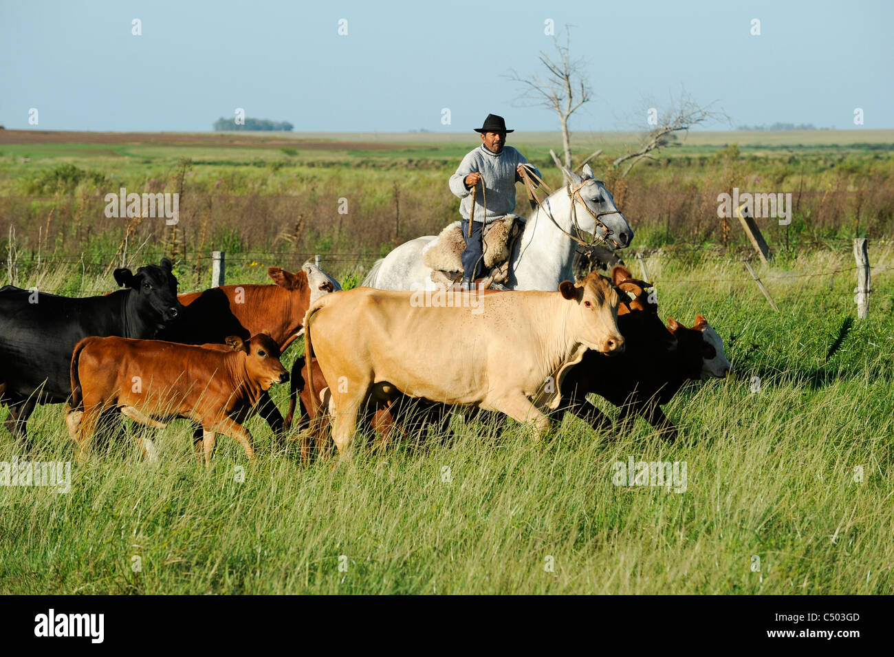 Cow herd hi-res stock photography and images - Alamy