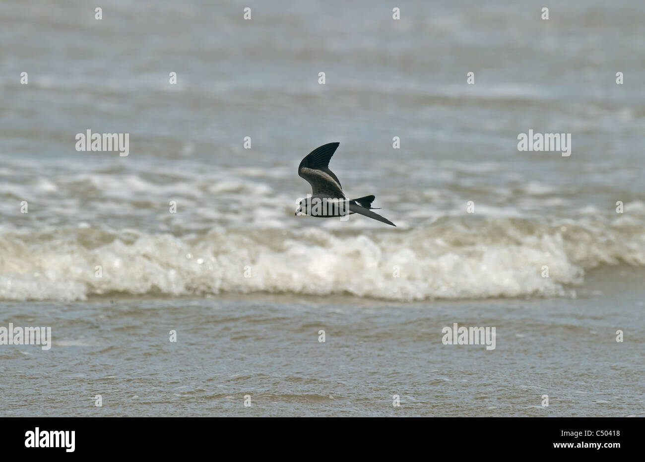 Petrel in flight hi-res stock photography and images - Alamy