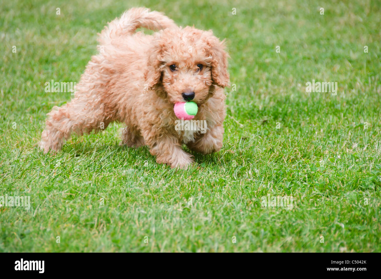 Apricot Labradoodle High Resolution Stock Photography and Images - Alamy