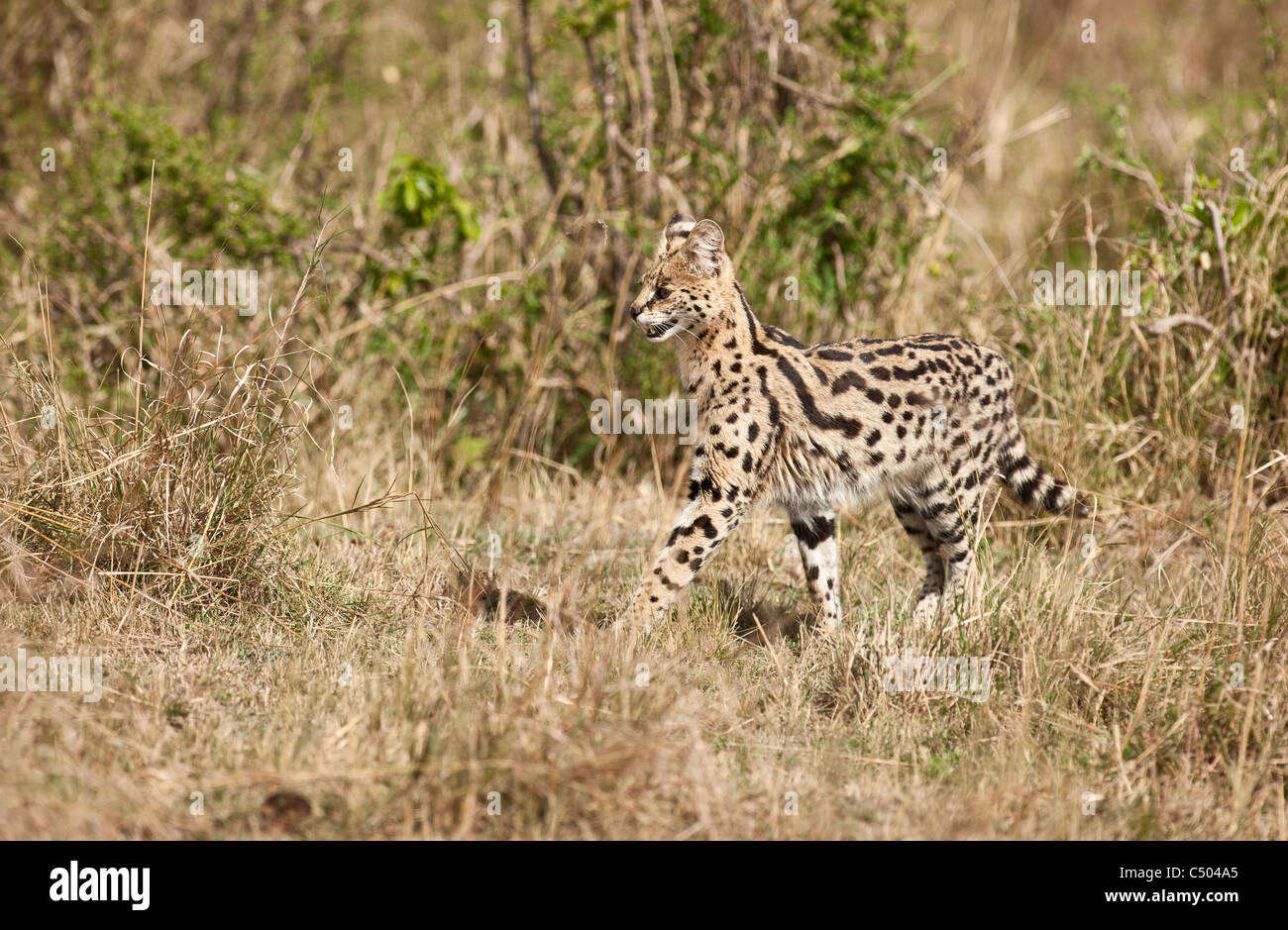 An alert serval cat moving through the long Mara bush. Masai Mara ...