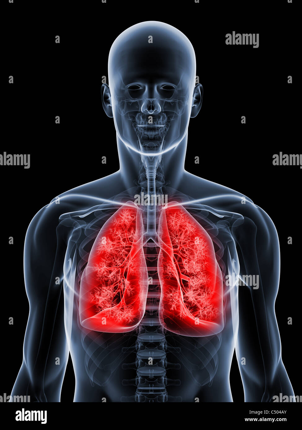 Human health biology hi-res stock photography and images - Alamy