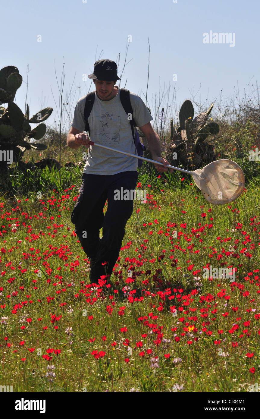 Collecting insects. Entomologist using netting to catch insect ...
