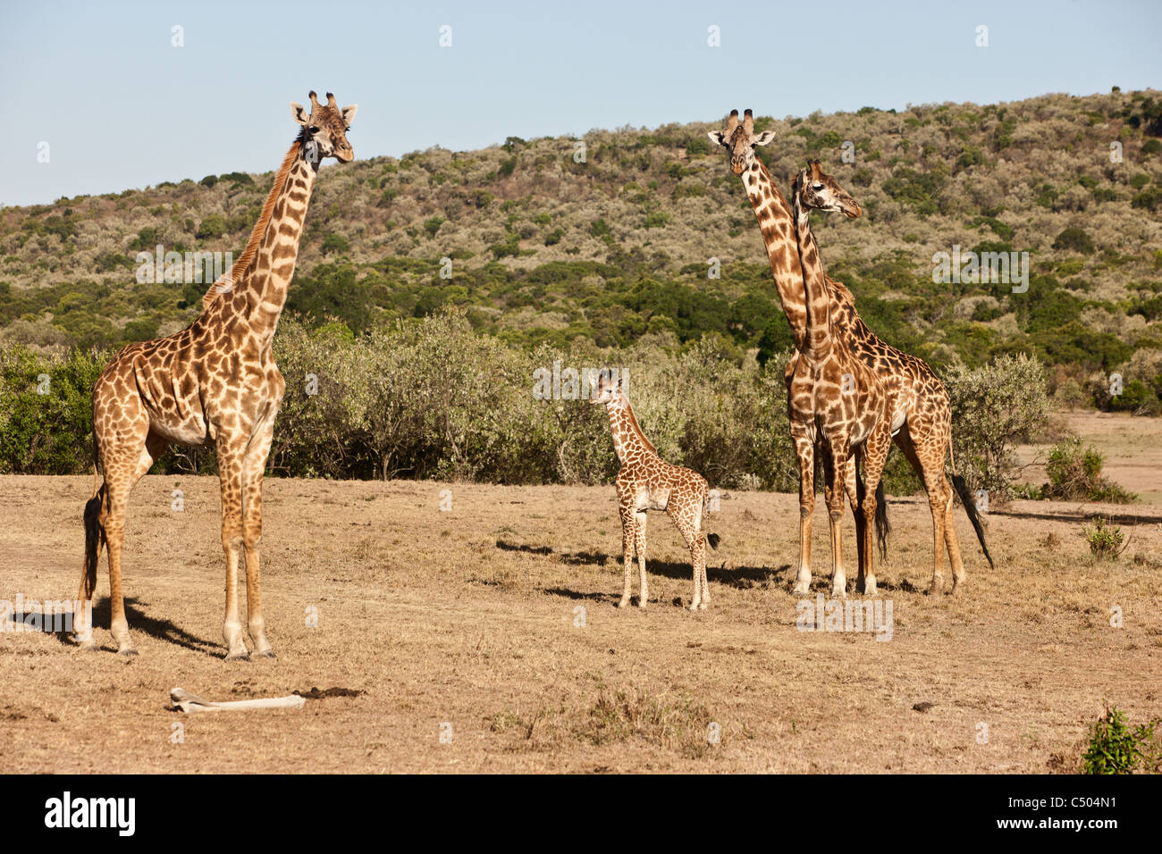 Giraffe bone hi-res stock photography and images - Alamy