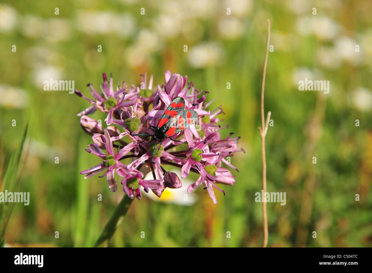 Tumble garlic hi-res stock photography and images - Alamy