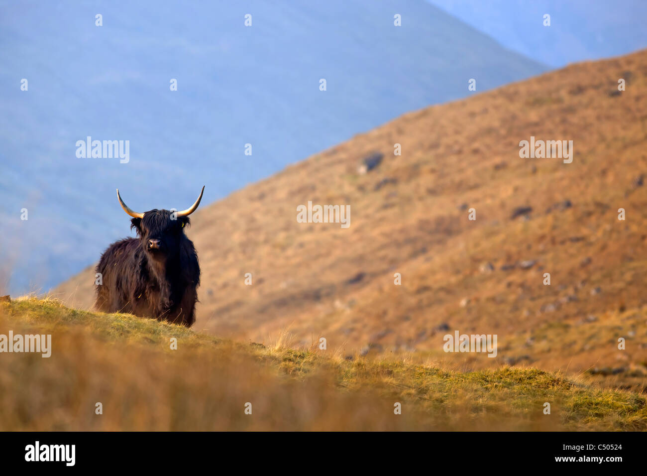 Highland Cow, Scotland, Europe Stock Photo - Alamy