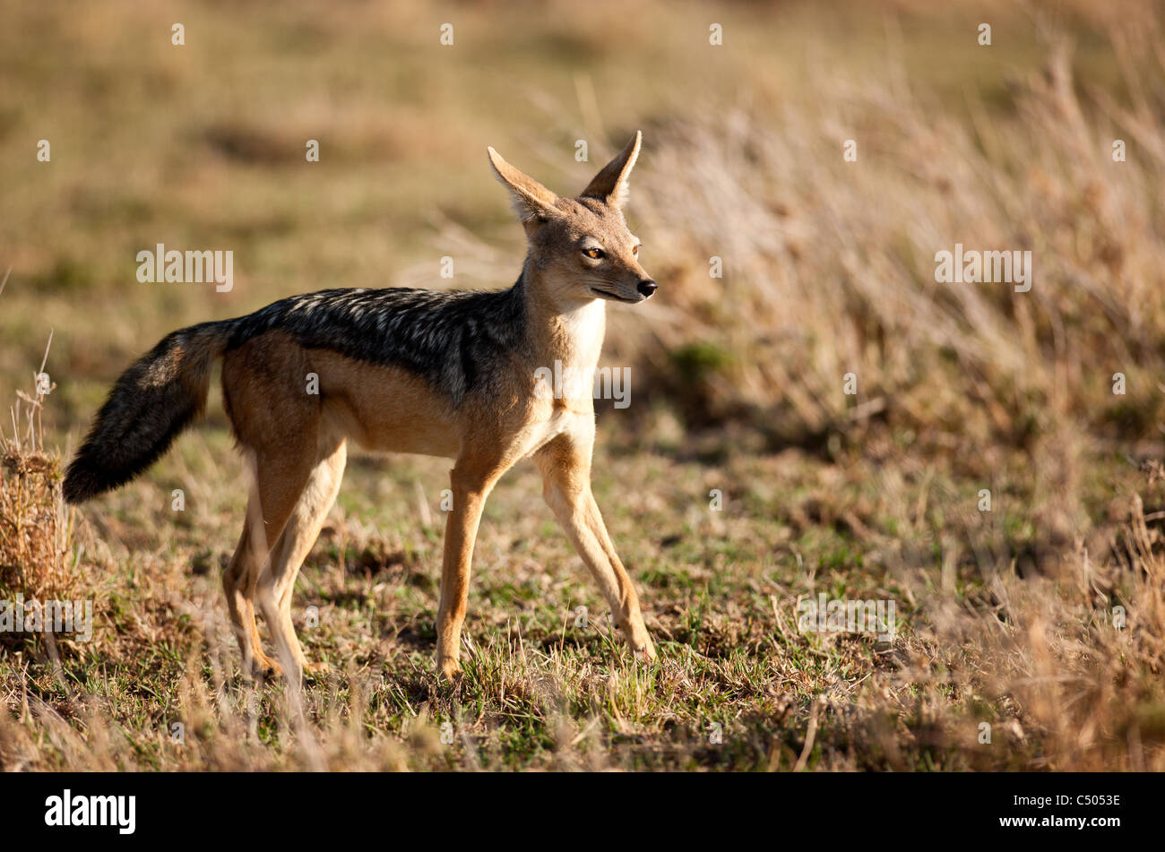 Silver backed jackal hi-res stock photography and images - Alamy