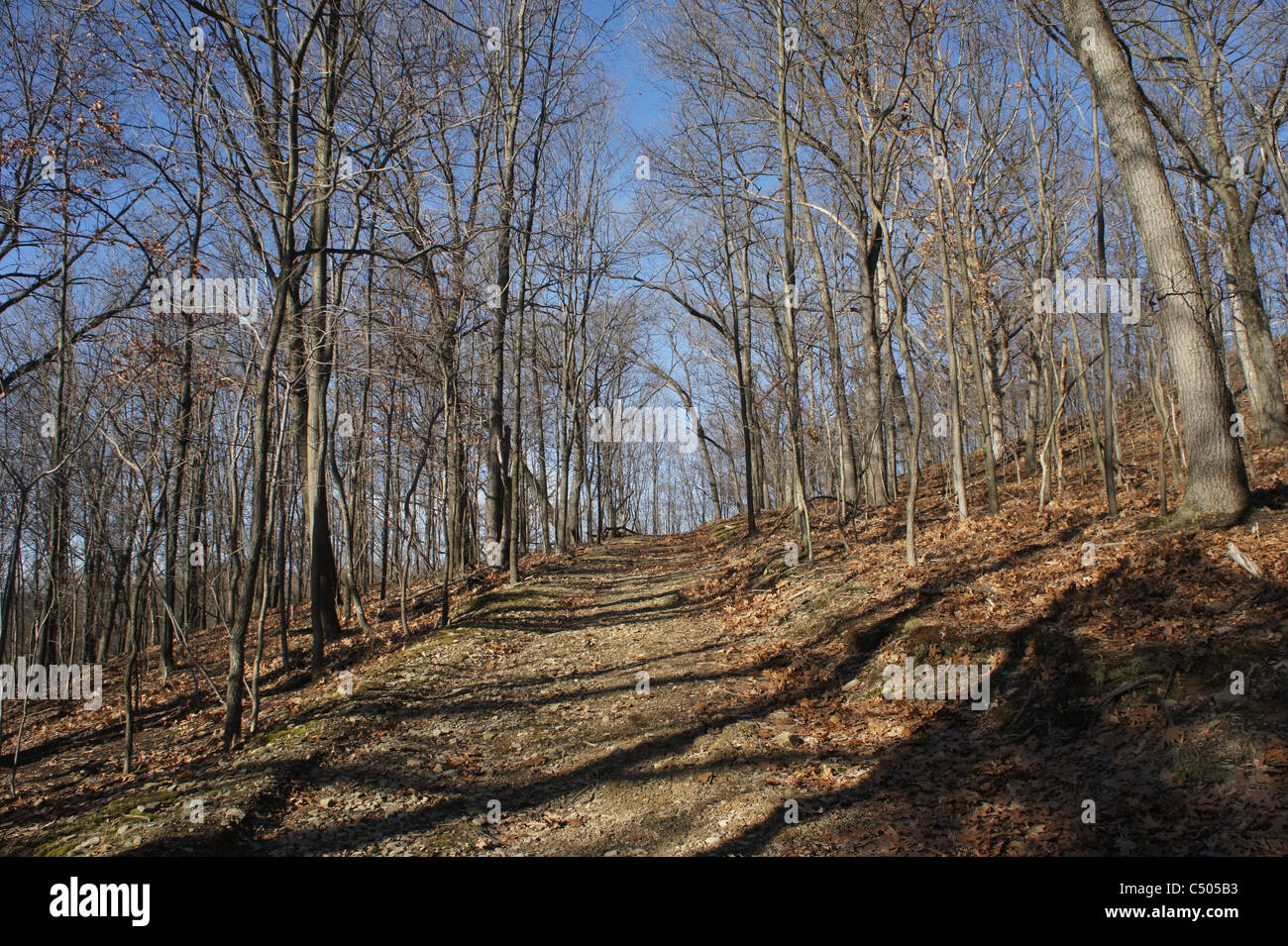 A wooded path in south-western Pennsylvania with dynamic colors and a ...