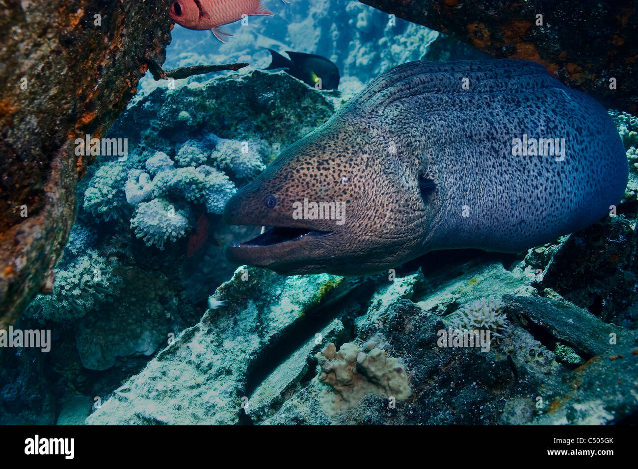 Giant moray eel (Gymnothorax javanicus) comming out from under a ...