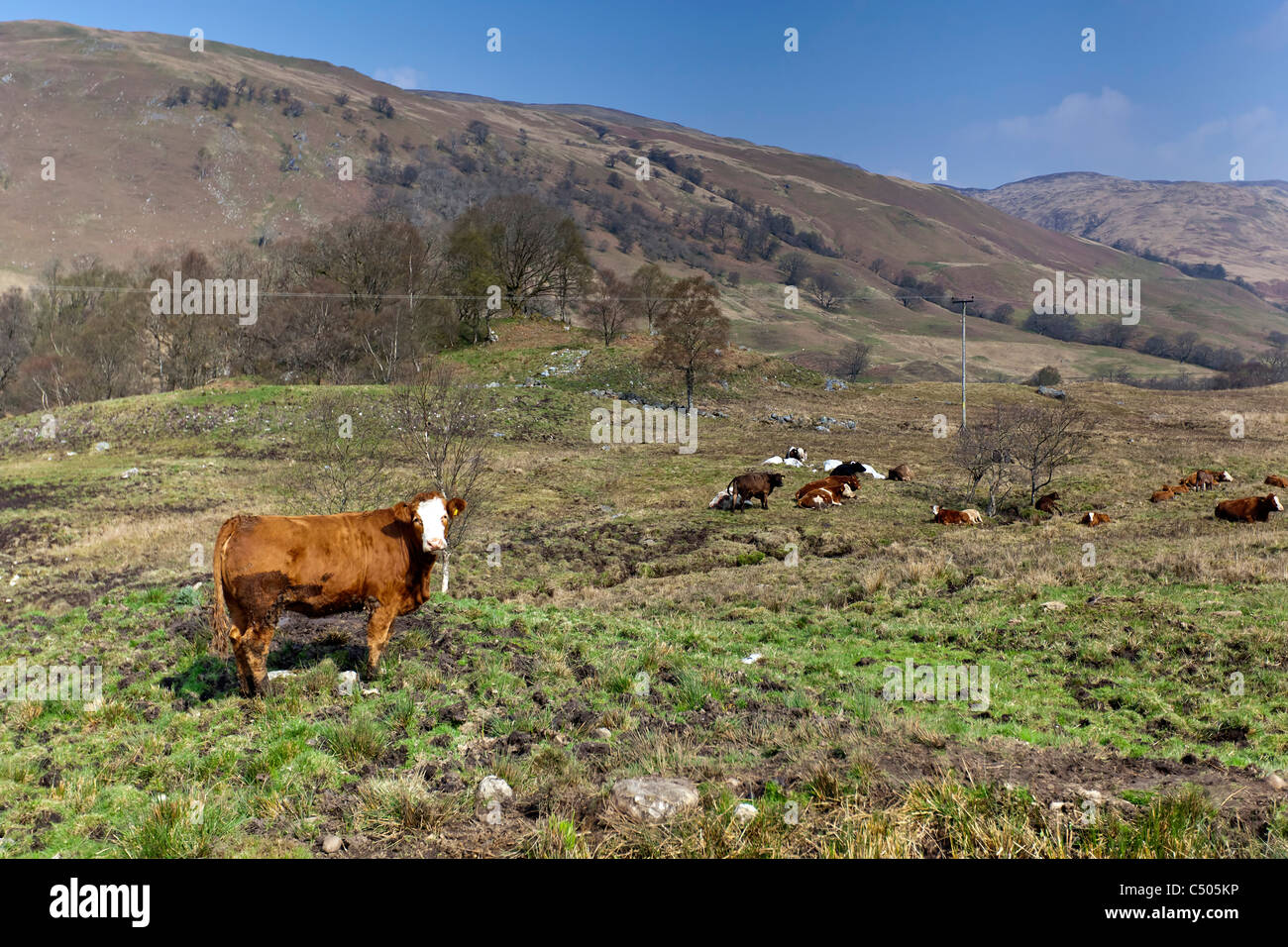 Highland Cow, Scotland, Europe Stock Photo - Alamy