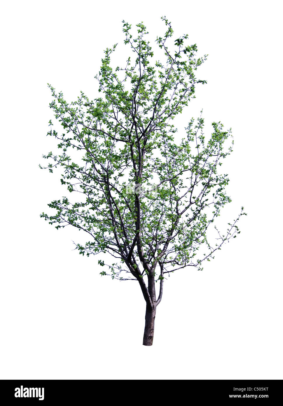 green tree isolated on white Stock Photo - Alamy