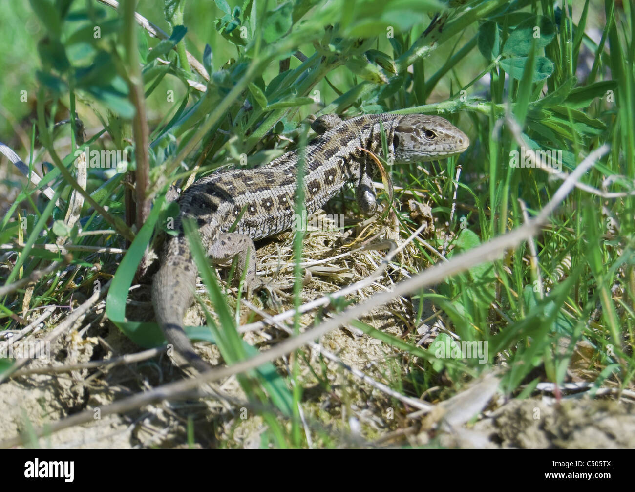 A lizard went out on hunt Stock Photo - Alamy