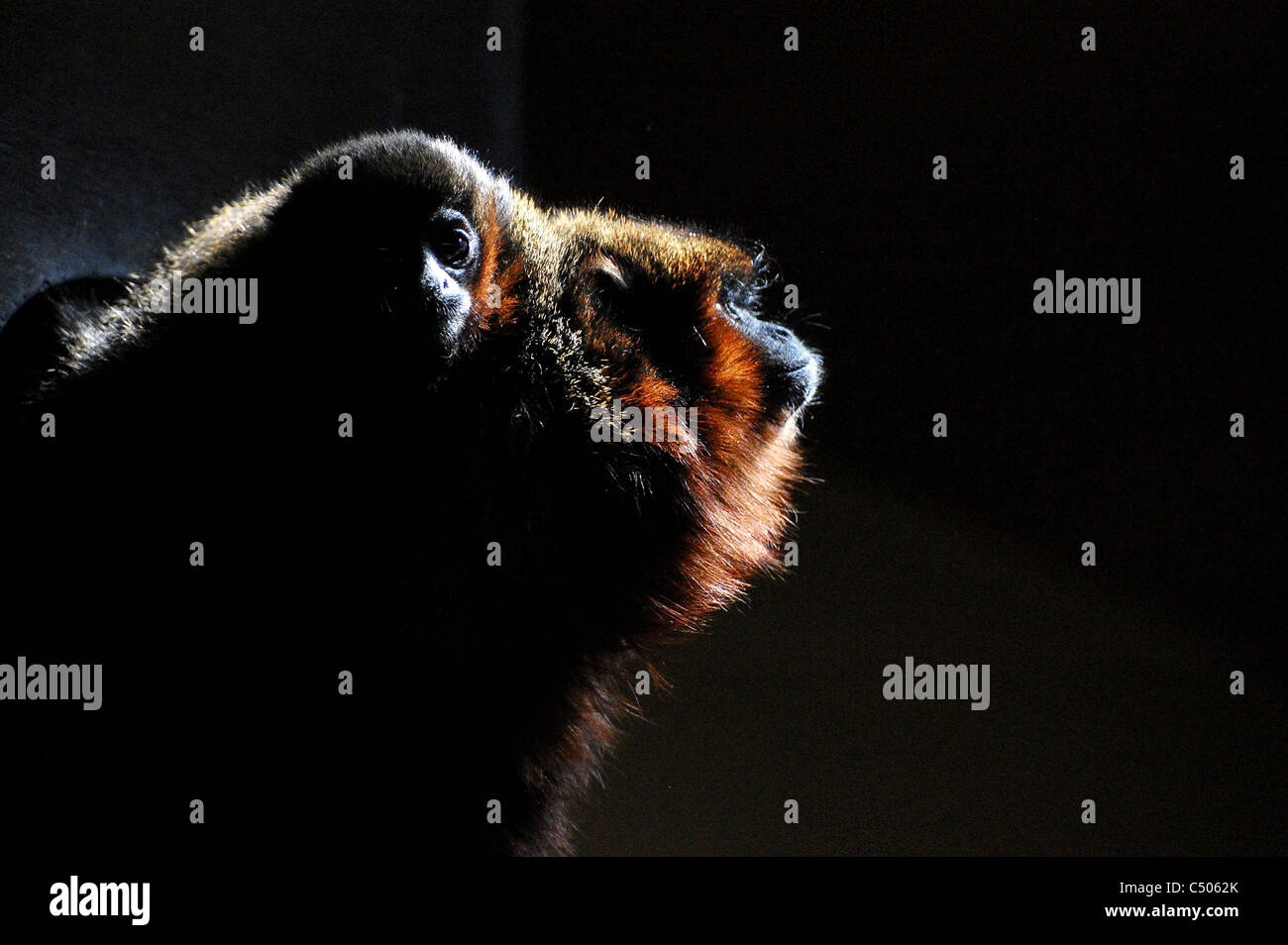 Small primate side profile with baby riding on back Stock Photo - Alamy