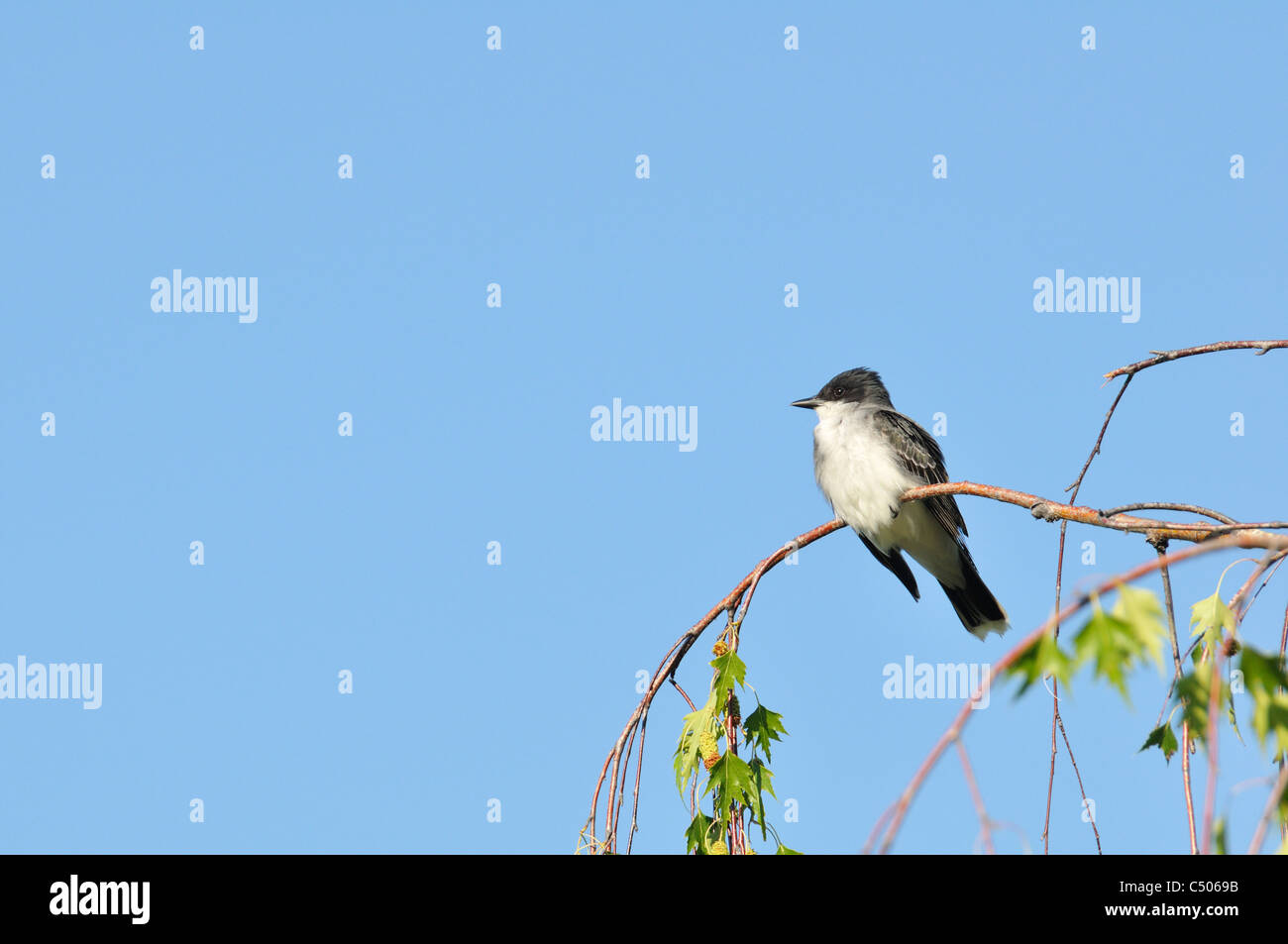 King bird hi-res stock photography and images - Alamy