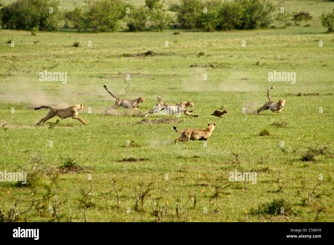 Leopard hunting gazelle hi-res stock photography and images - Alamy