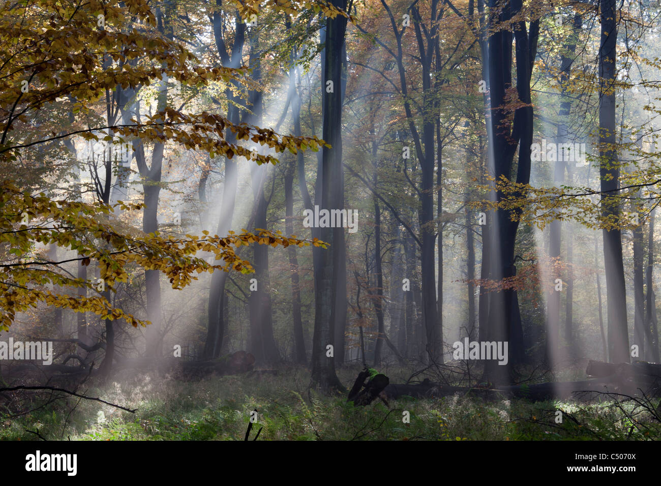 Sunlight in the forest Stock Photo - Alamy