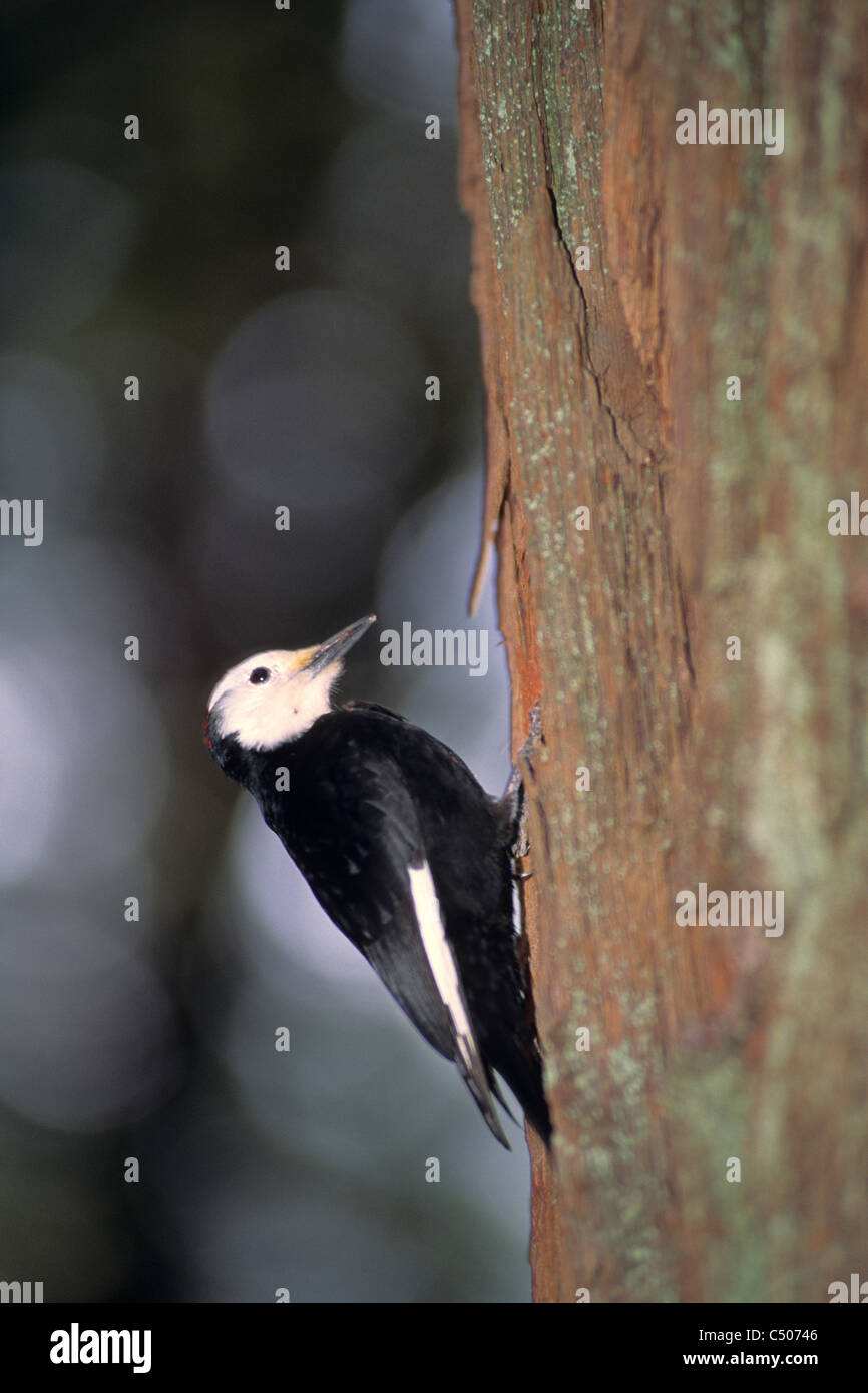 Acorn Woodpecker (Melanerpes formicivorus), Grand Canyon Village, Grand ...