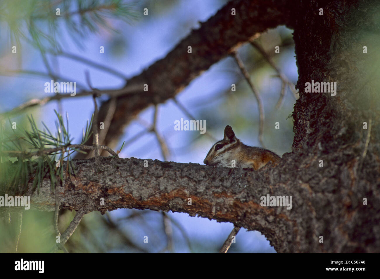 Grand canyon chipmunk hi-res stock photography and images - Alamy