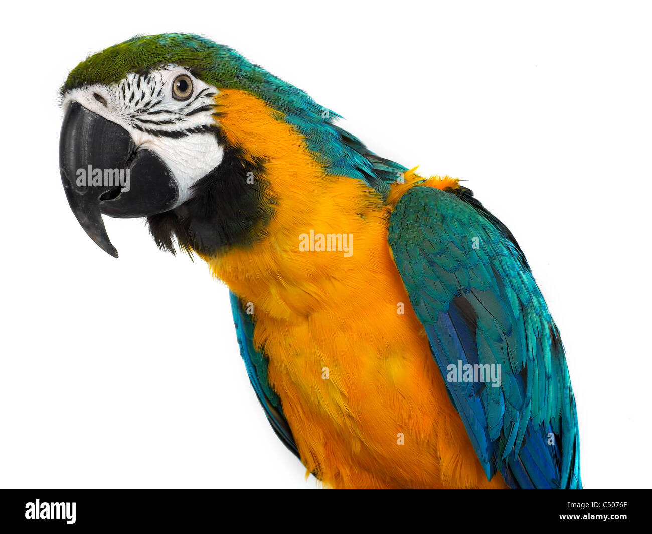 Macaw parrot hi-res stock photography and images - Alamy