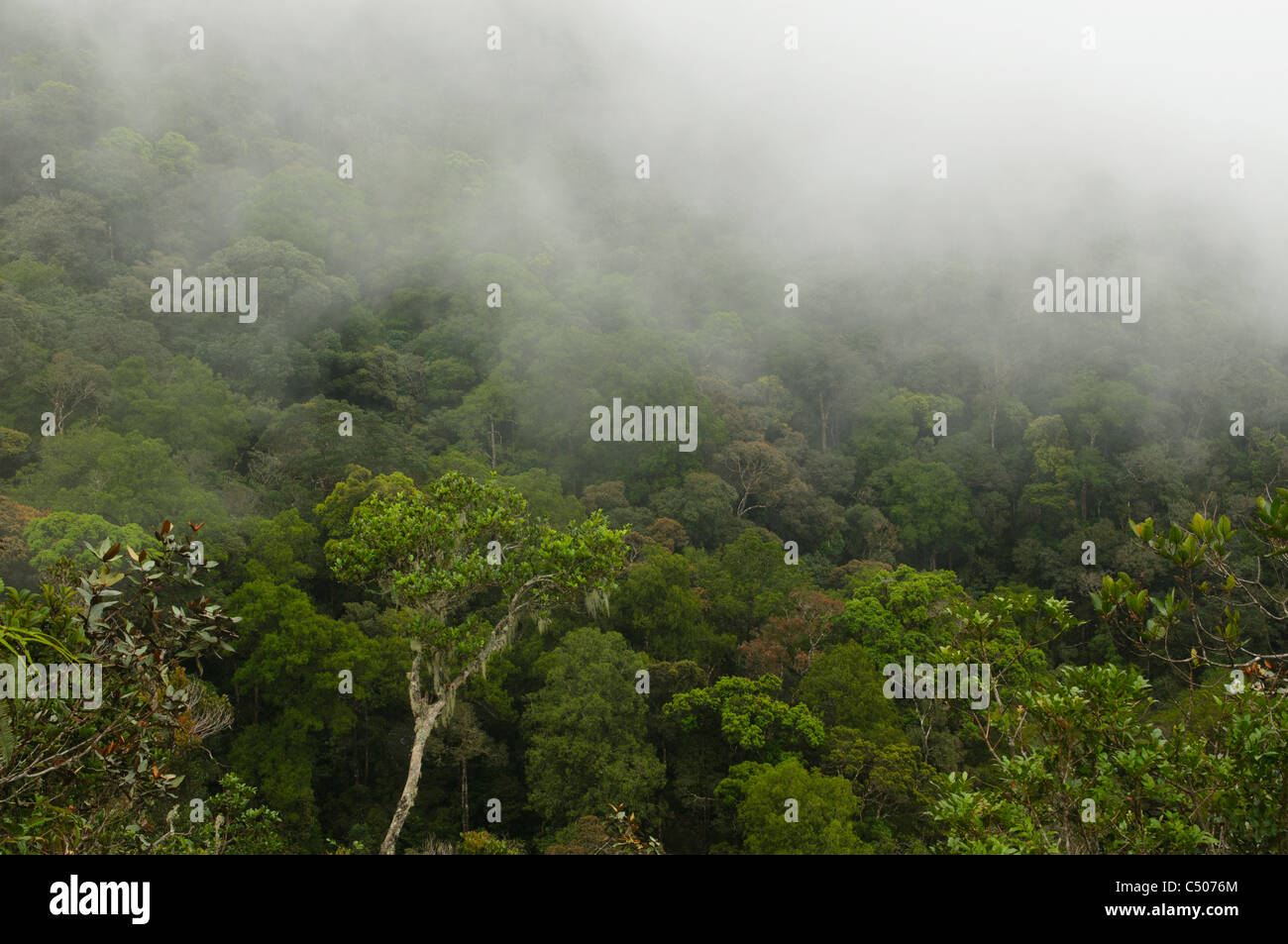 beautiful jungle scenery in Mount Kinabalu National Park in Sabah ...