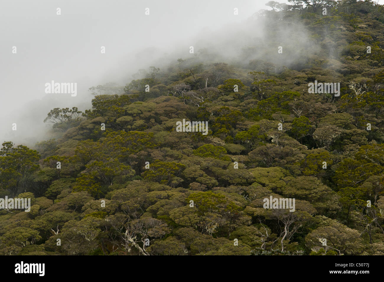 Mount kinabalu jungle sabah hi-res stock photography and images - Alamy