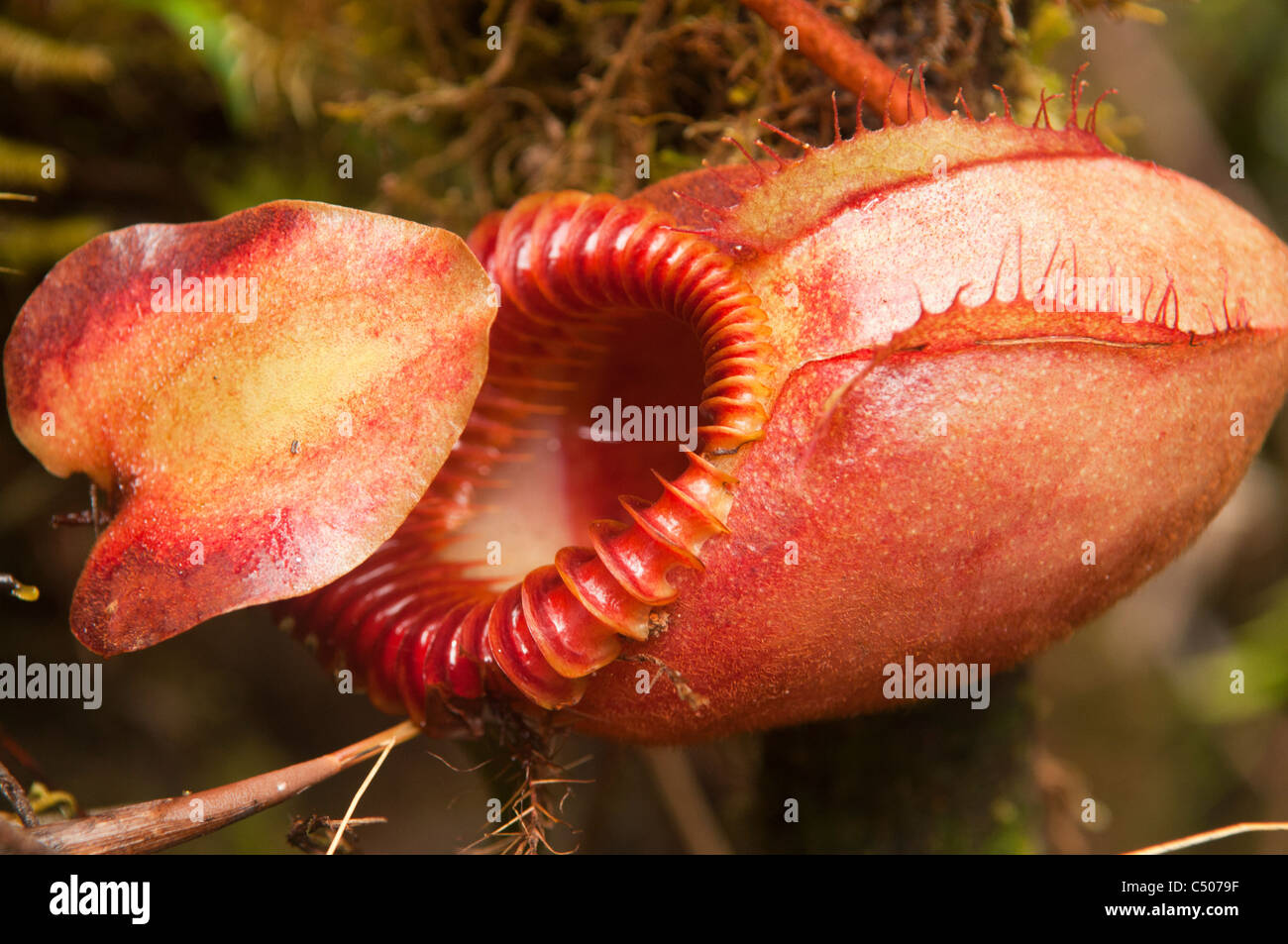 carnivorous pitcher plant (Nepenthes Villosa) in Kinabalu National Park ...