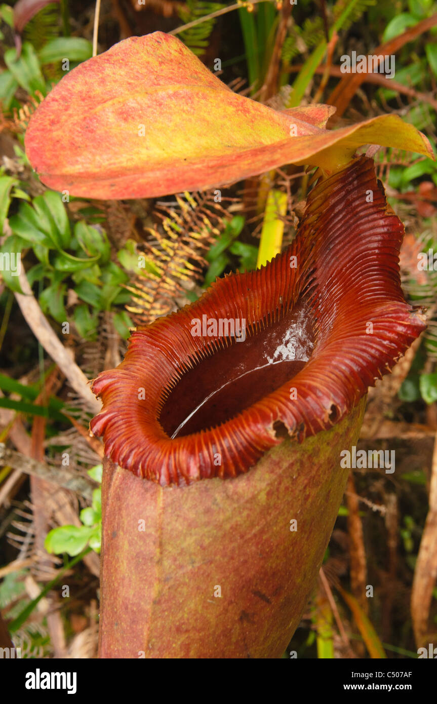 carnivorous pitcher plant (Nepenthes Villosa) in Kinabalu National Park ...