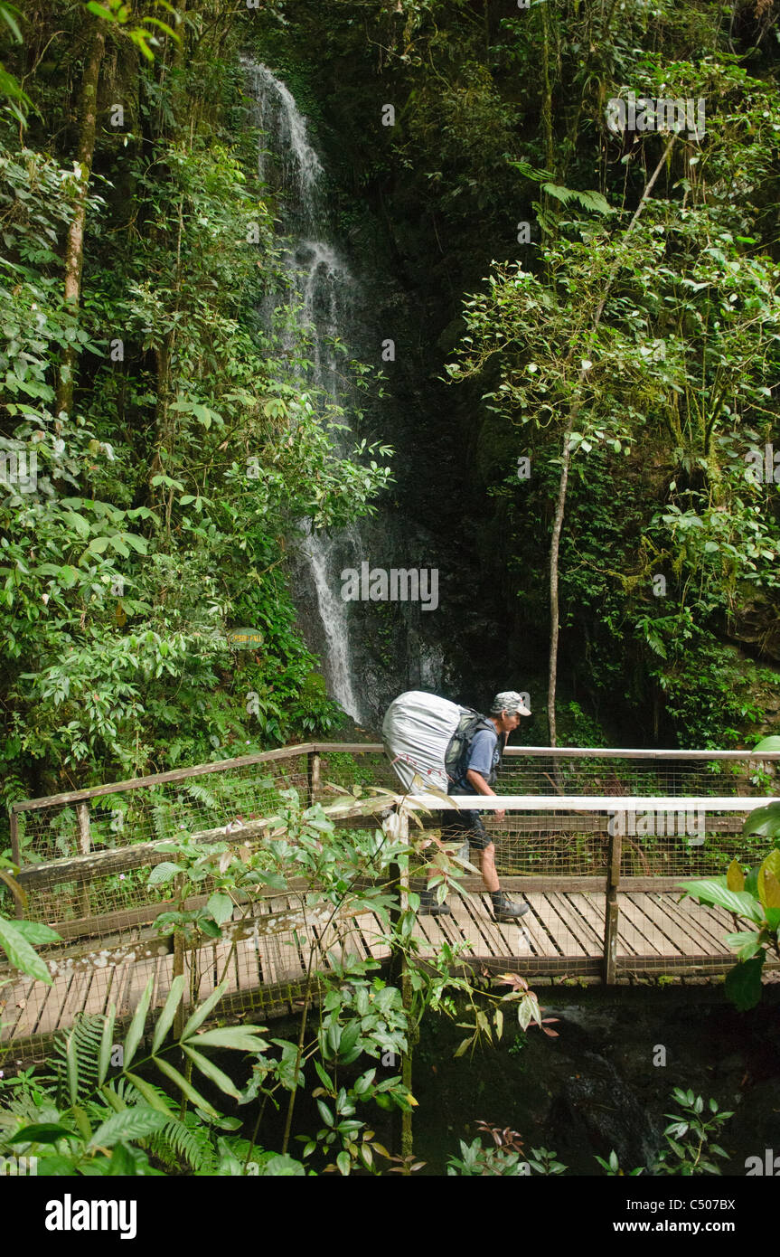 trekking into the jungle in Mount Kinabalu National Park in Sabah ...