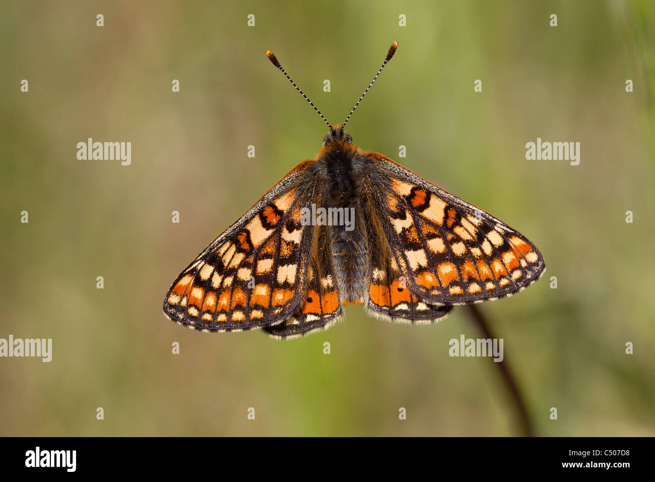 Western meadow fritillary hi-res stock photography and images - Alamy