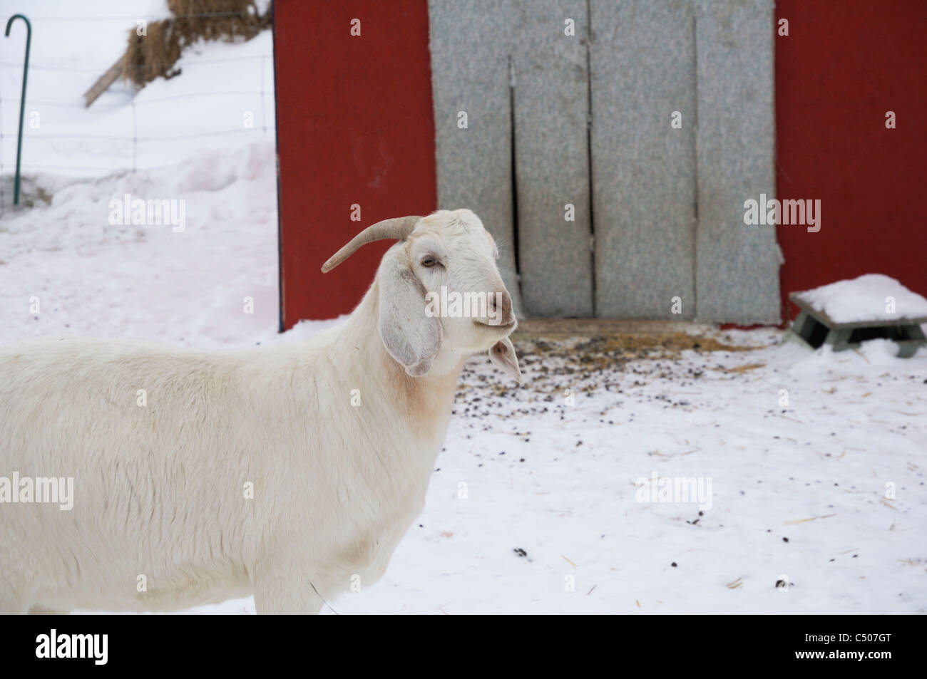 Boer goat hi-res stock photography and images - Alamy