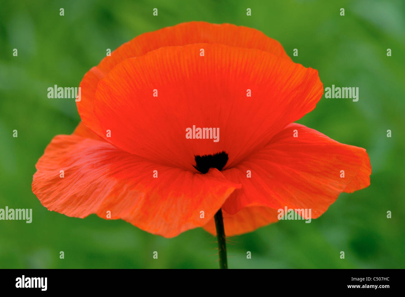 Flower of red poppy Stock Photo - Alamy