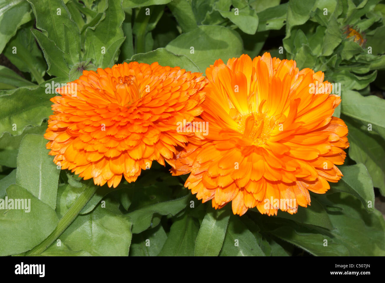 Calendula officinalis English Marigold Stock Photo - Alamy
