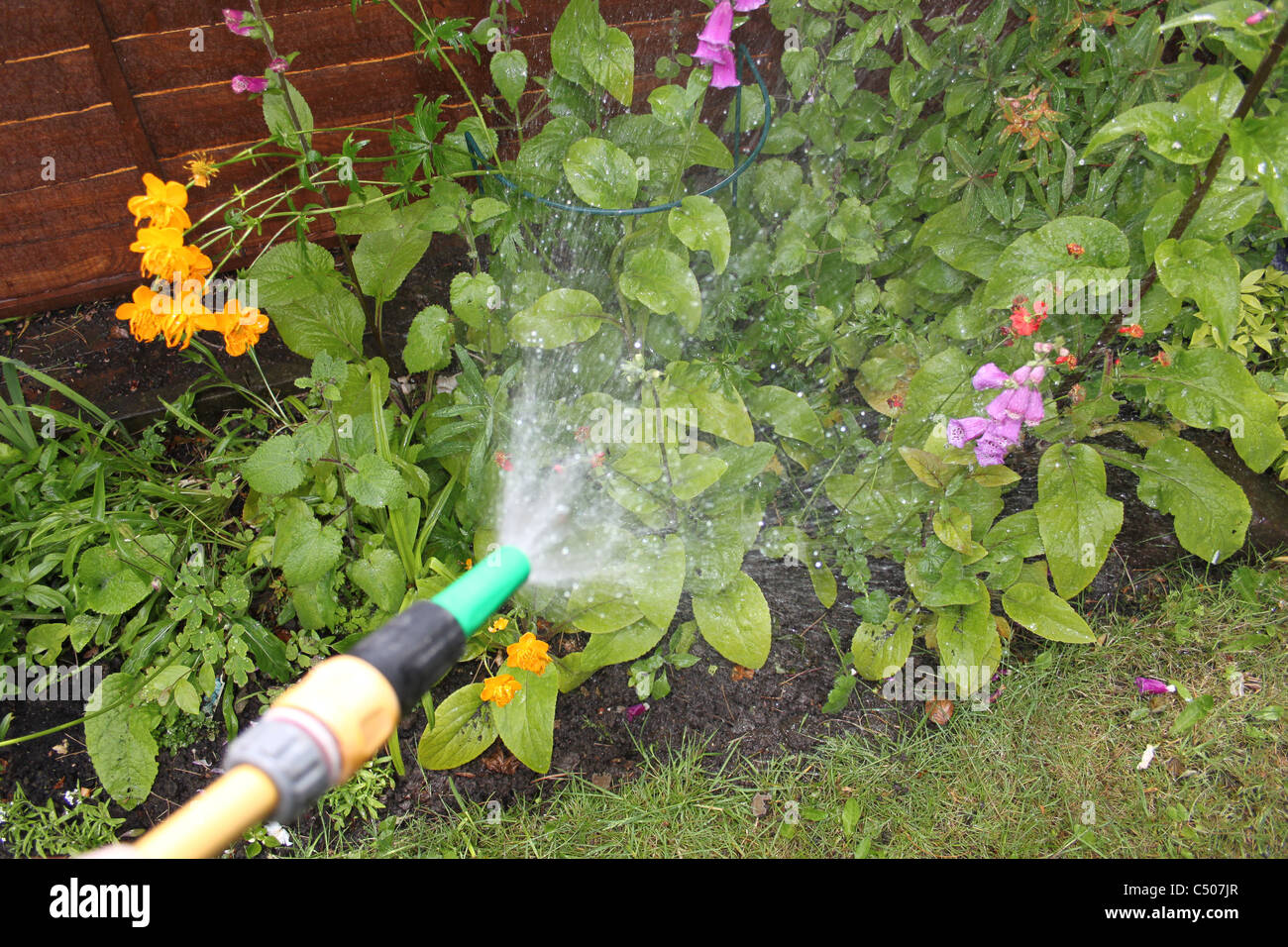 Watering fruit and veg hi-res stock photography and images - Alamy