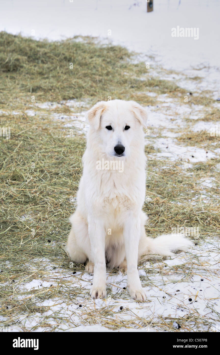 Dog watching sheep hi-res stock photography and images - Alamy