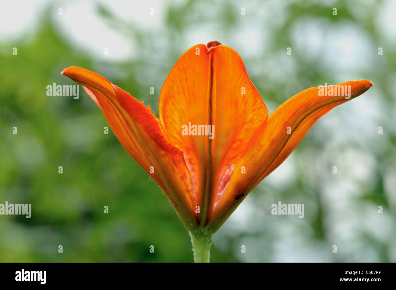 Flower of red lily with a soft background Stock Photo - Alamy