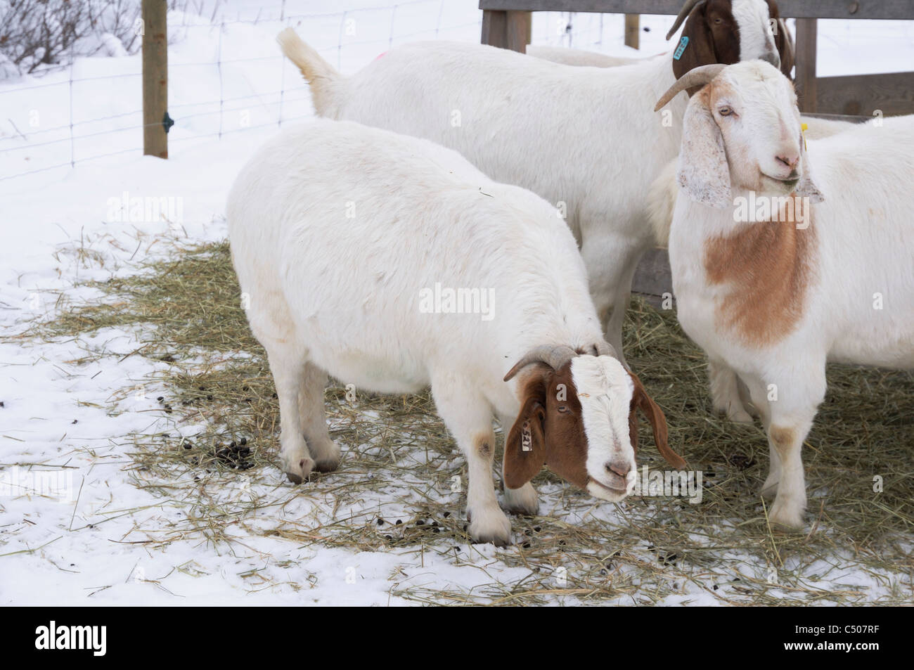 What Does Boer Goat Eat