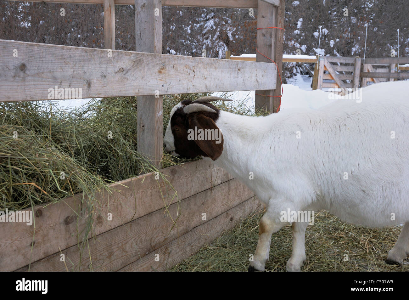 Boer Goats eating at a small goat farm in Saskatchewan, Canada during ...
