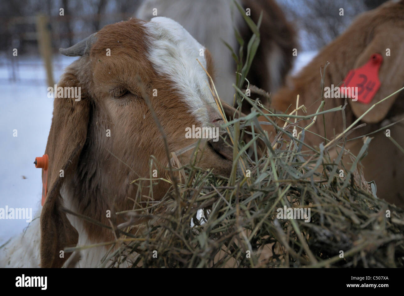 Boer goat hay hi-res stock photography and images - Alamy