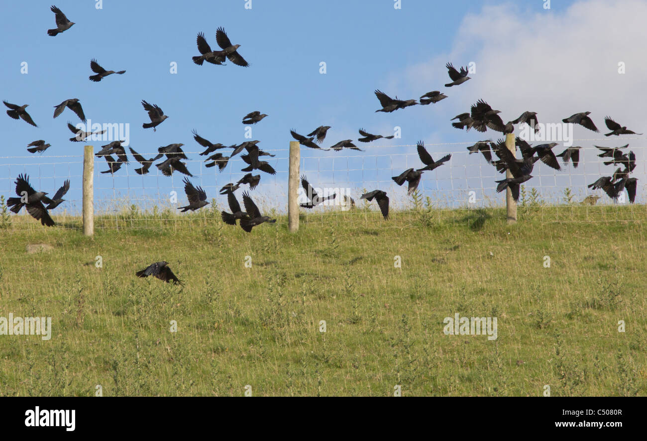 Crows taking off Stock Photo - Alamy