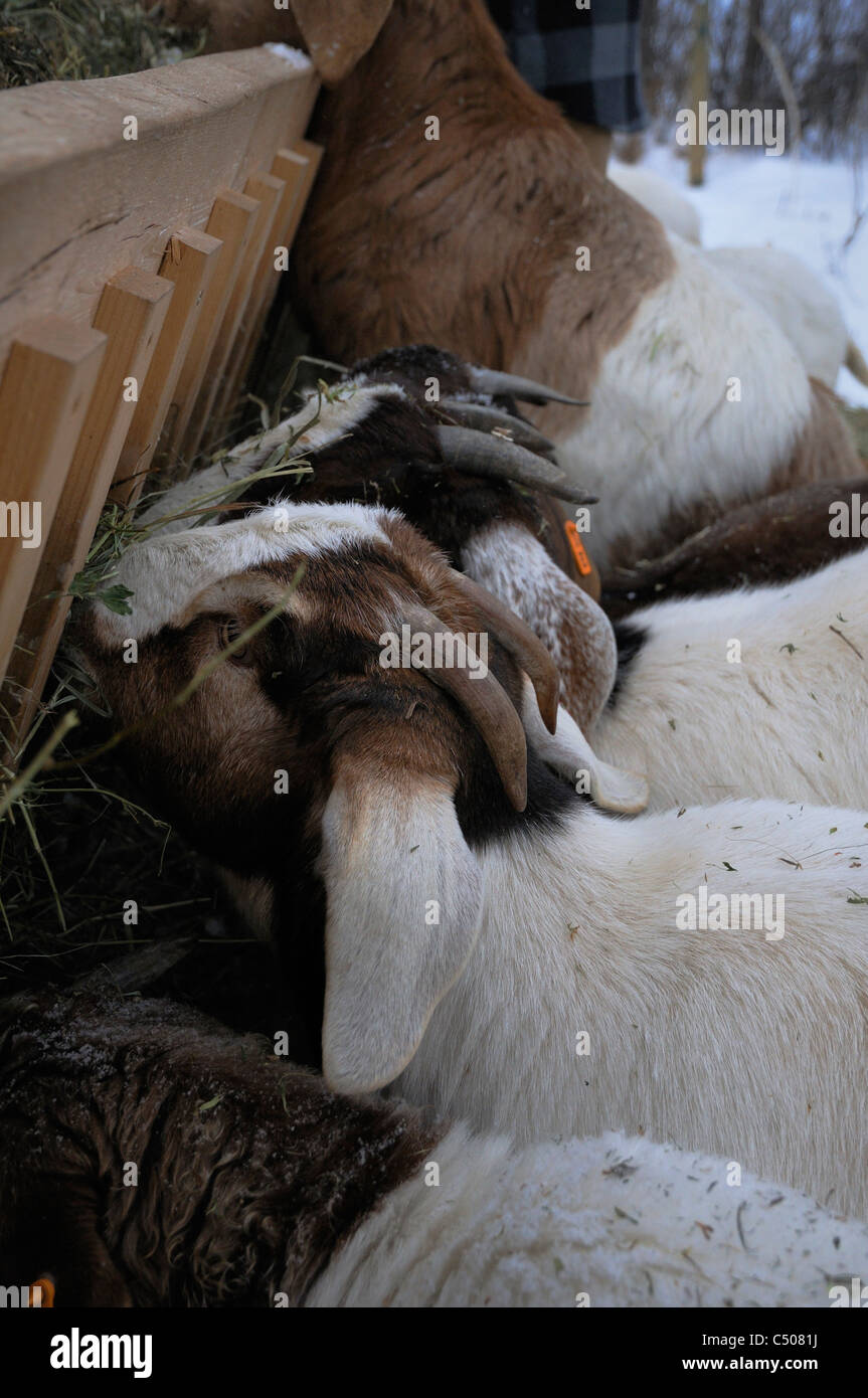 Boer Goats eating at a small goat farm in Saskatchewan, Canada during ...