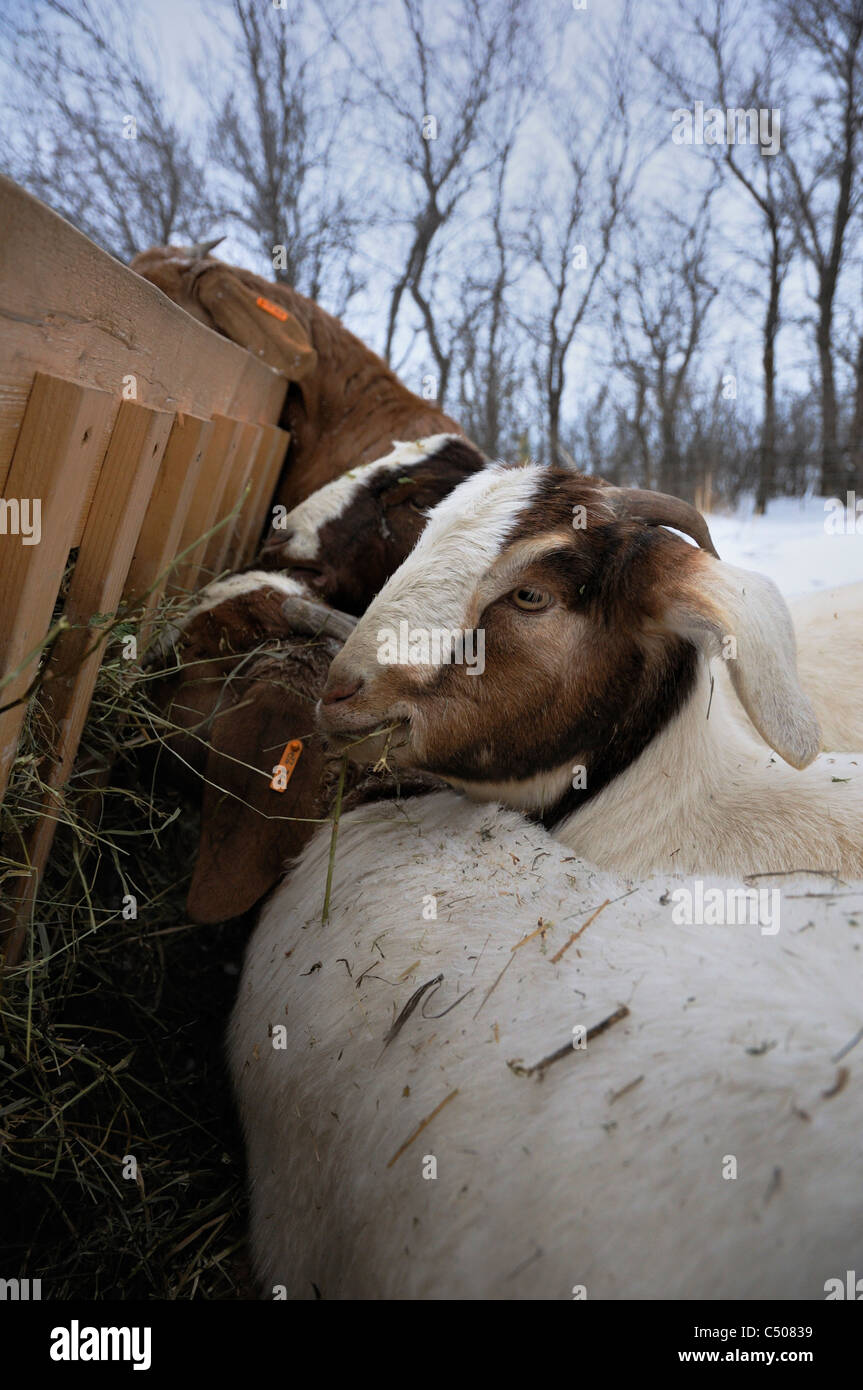 Boer Goats eating at a small goat farm in Saskatchewan, Canada during ...