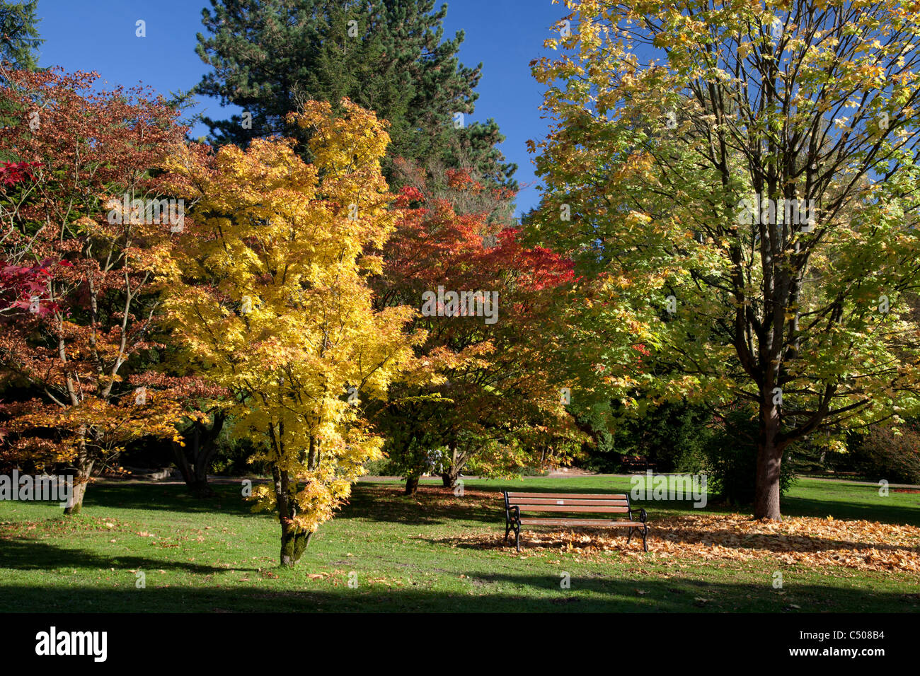 Rombergpark botanical garden hi-res stock photography and images - Alamy