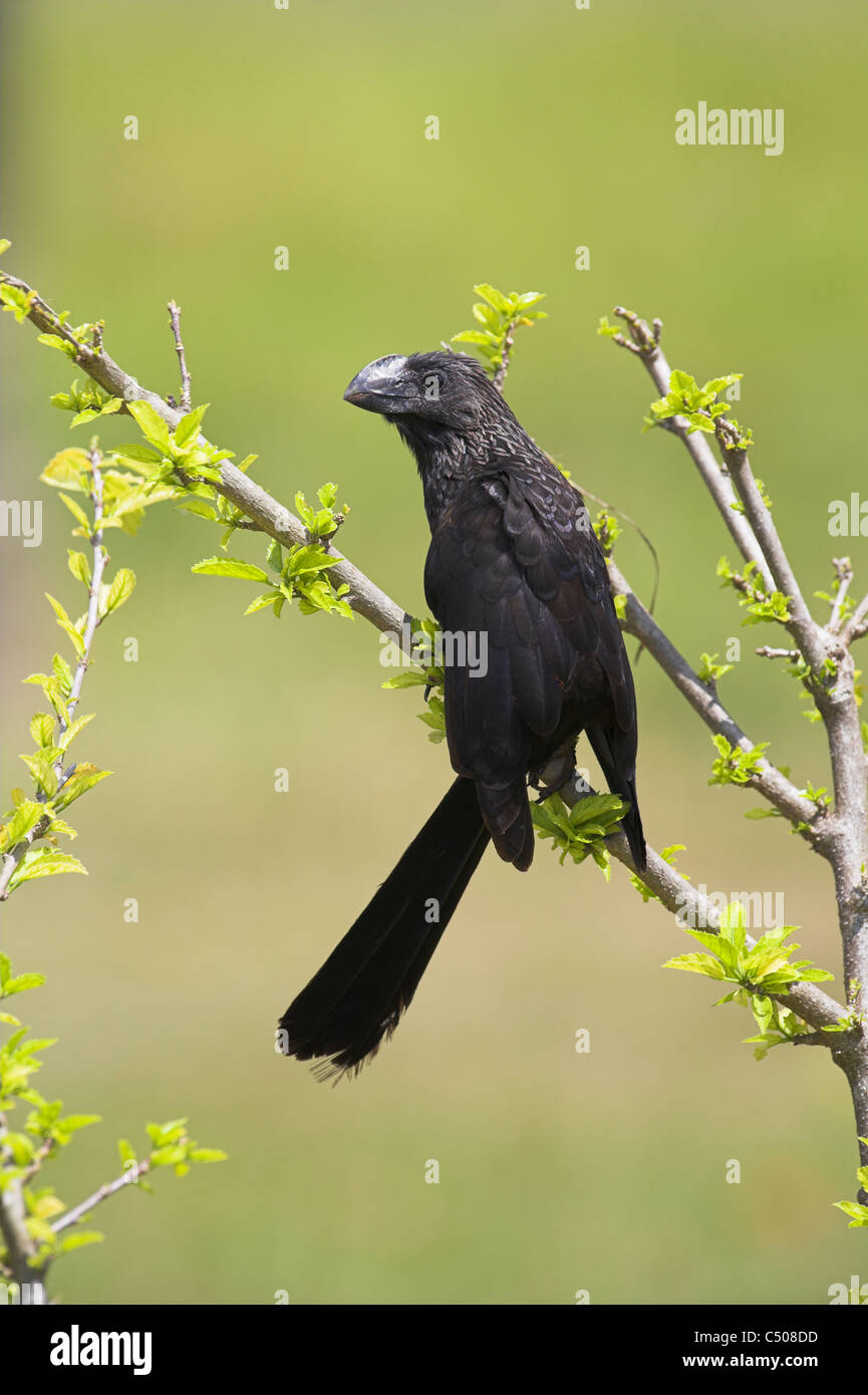 Smooth-billed Ani Crotophaga ani Stock Photo - Alamy