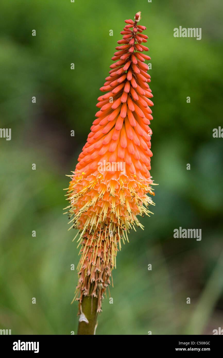 Kniphofias close up hi-res stock photography and images - Alamy