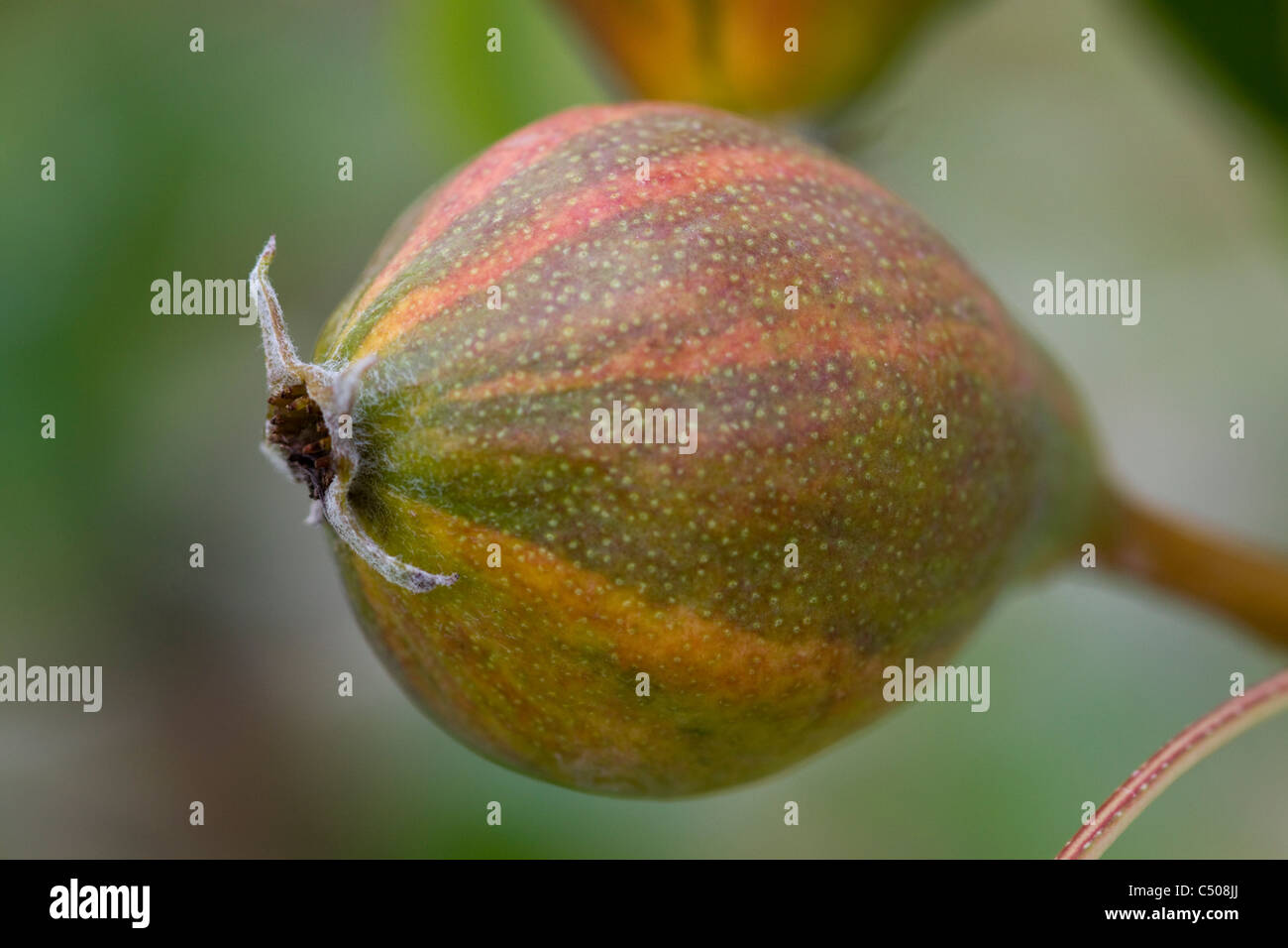 Pear humbug hi-res stock photography and images - Alamy
