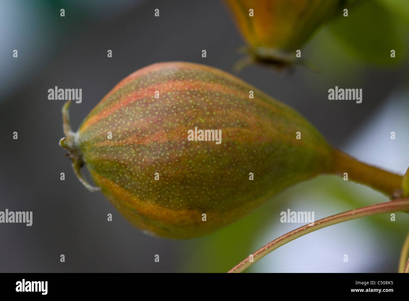 Pear humbug hi-res stock photography and images - Alamy