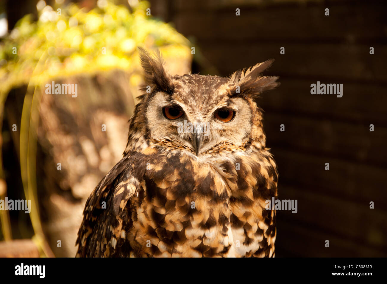 Blurred owl hi-res stock photography and images - Alamy