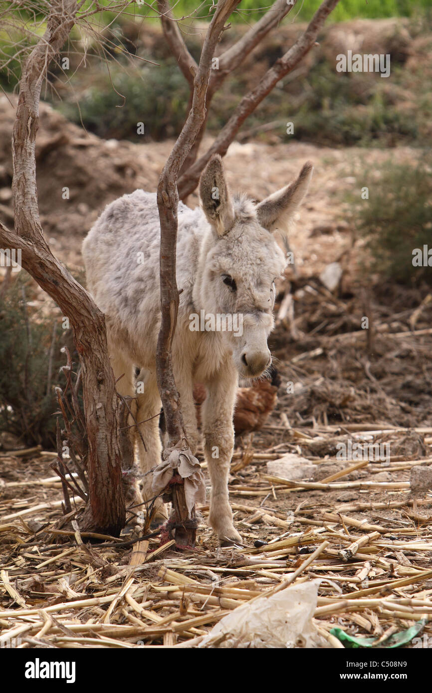 Baby donkey hi-res stock photography and images - Alamy