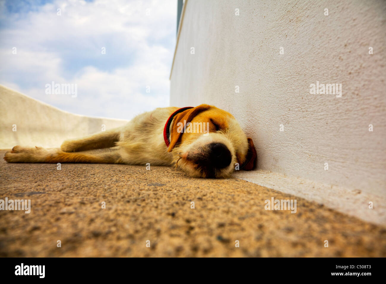 Santorini typical iconic Greek Island street dog pet keeping out of sun ...