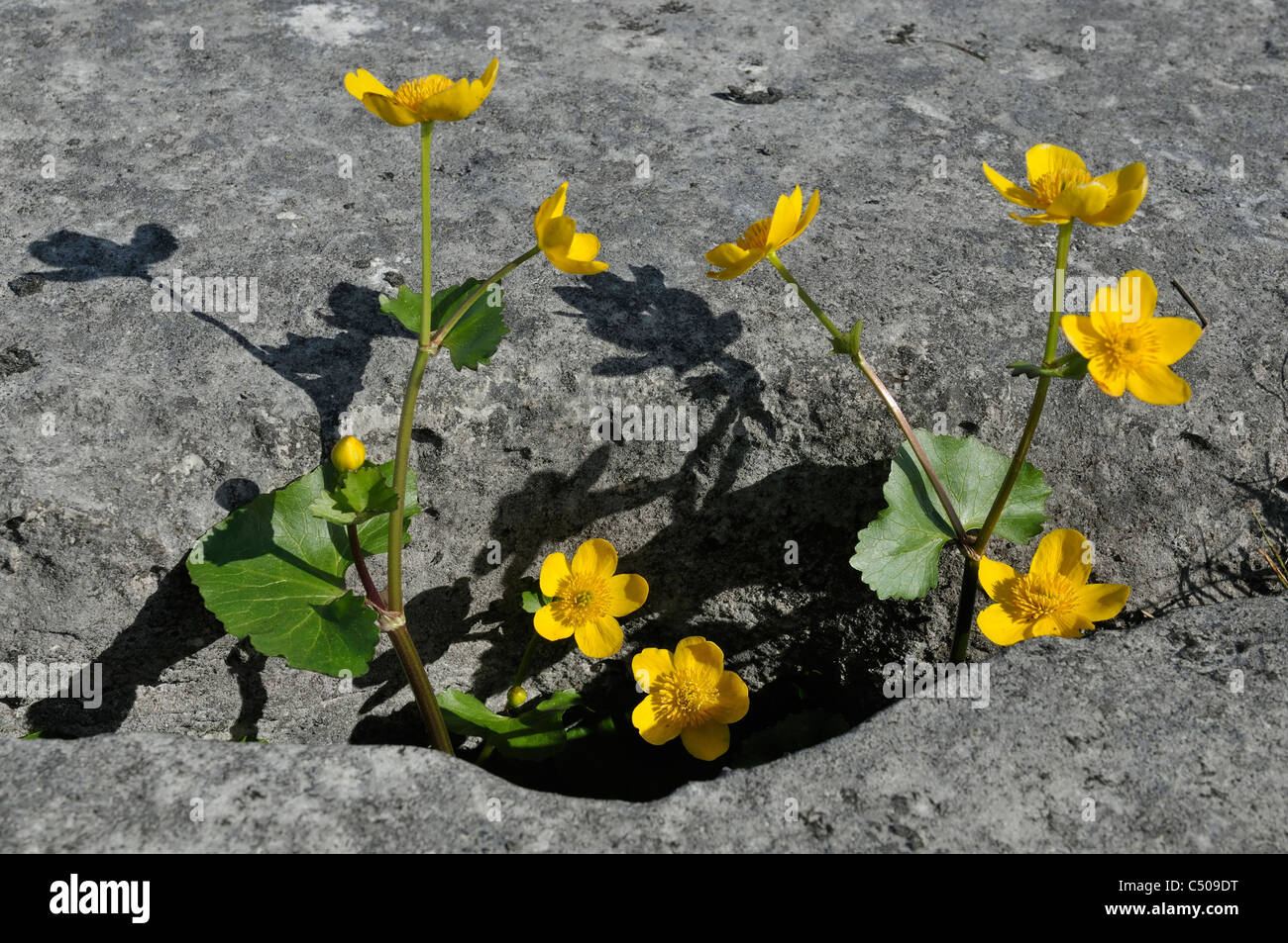 Marsh Marigold - Caltha palustris Growing in Limestone Grike, The ...